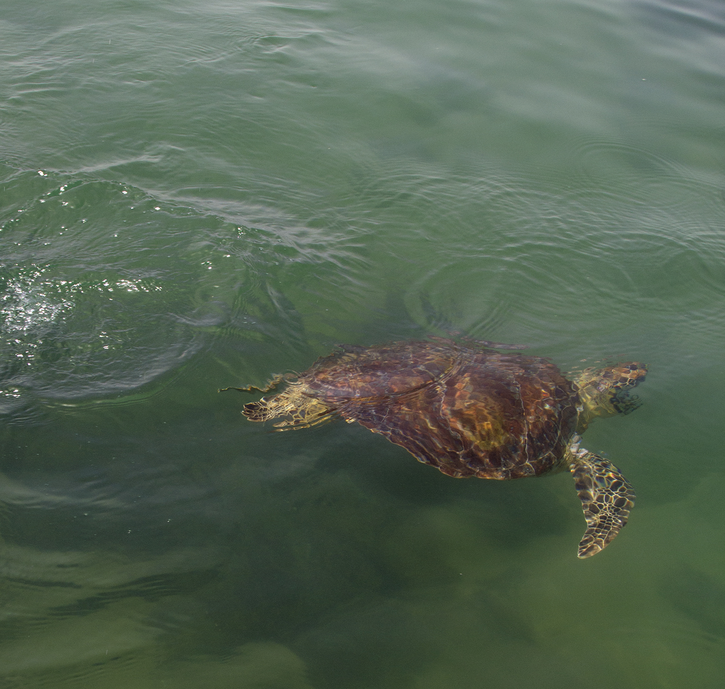 Green turtles in Bijagós waters